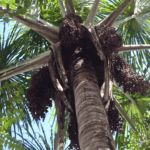 Aguaje Superfruit – Benefits for Health, Skin, and Hormones